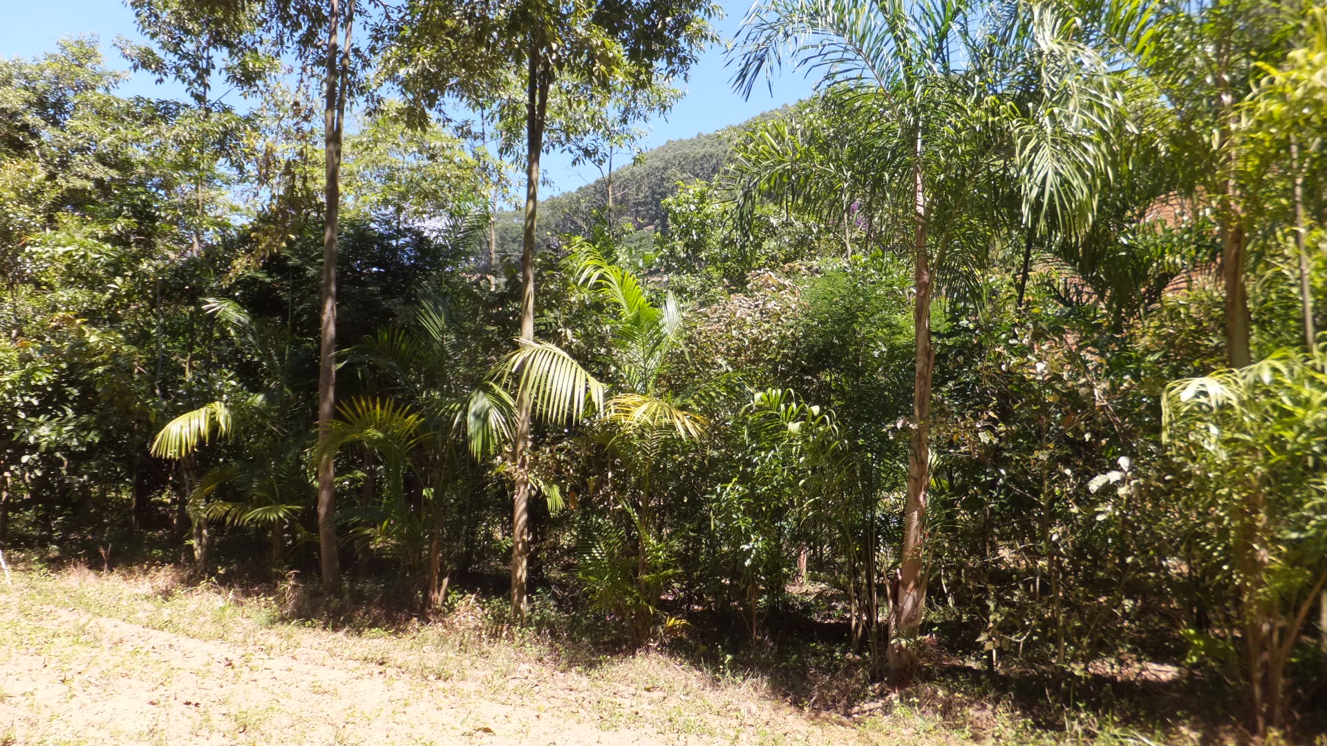 SEAMA - Produtores rurais de Sooretama vão ser beneficiados pelo Programa Reflorestar